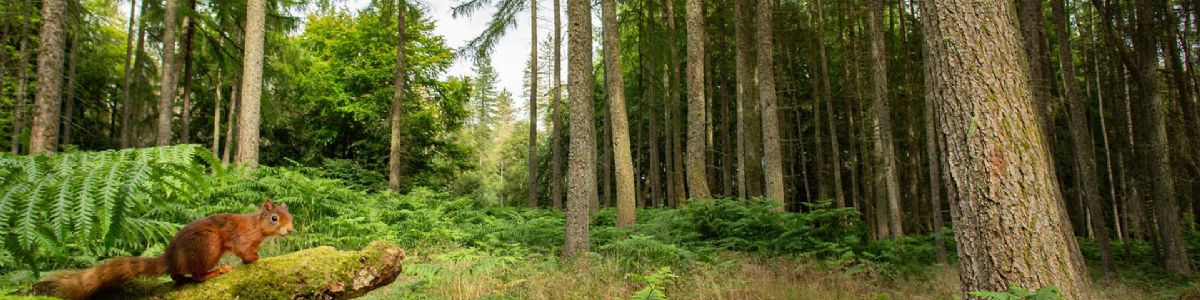 Saving Scotland’s Red Squirrels – Local Squirrel Monitor [TEST]