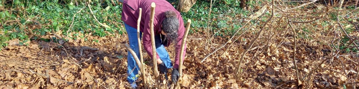 Hyde Park Conservation - one-off volunteer sessions