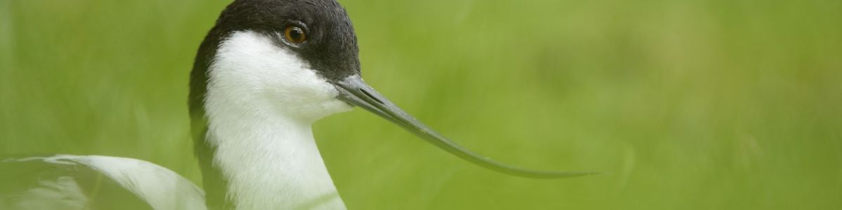 Local Group Volunteer Helper - RSPB Southport Local Group