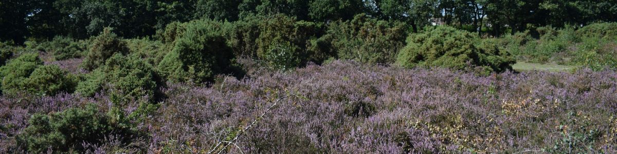 Work Party Volunteers at Tiptree Heath (Tuesday Afternoon 2-4pm)