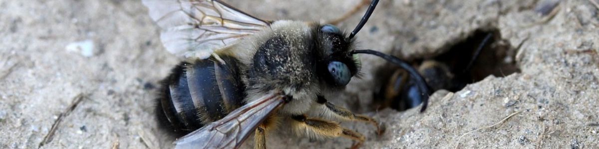 Bee Bank Maintenance The Regent's Park