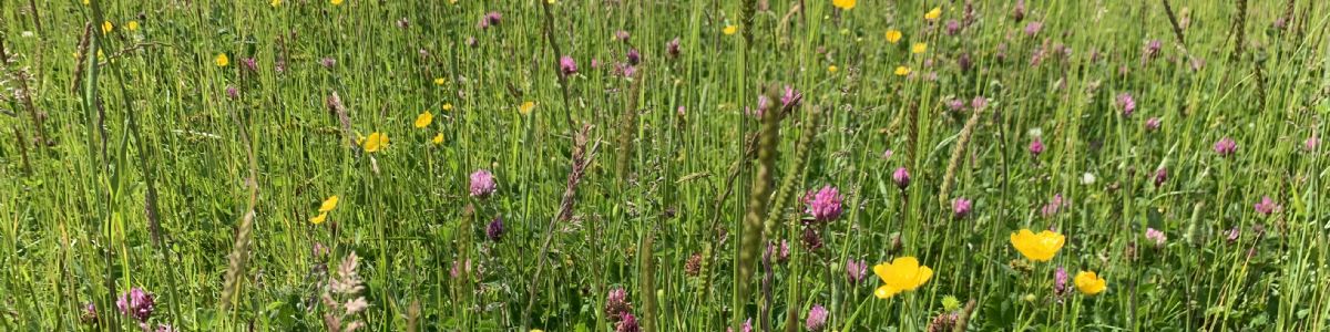 Mag Lime Botany Masterclass - Learn from a Professional Ecologist