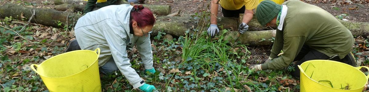 Conservation work parties in Bluebell Wood