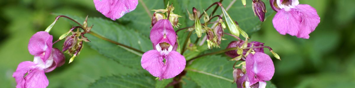 Learn how to use INNS Mapper (Saturday 21st June)