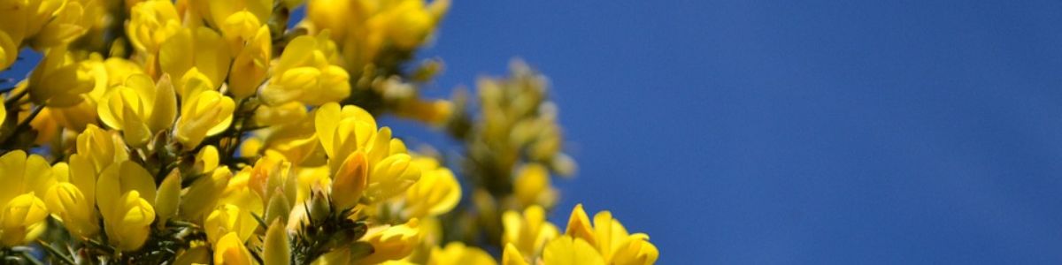 Scrub planting in Primrose Hill