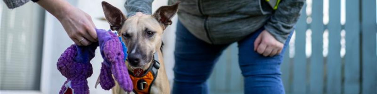 Stray Aid (Dog Walking & Cat Cuddles)