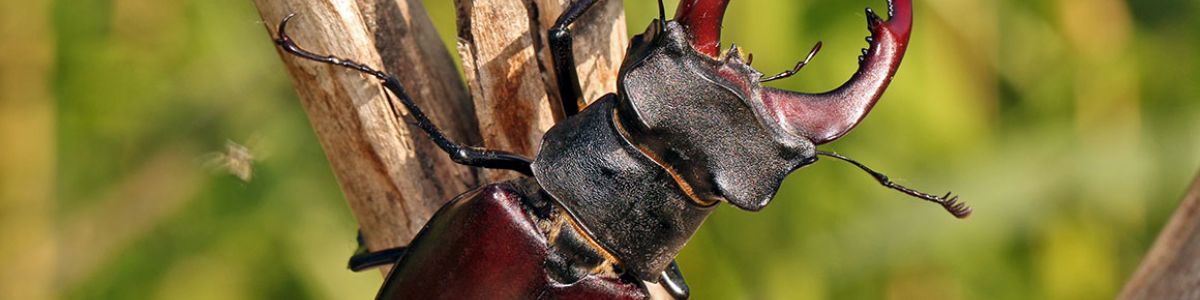 Pembroke Loggery Construction!
