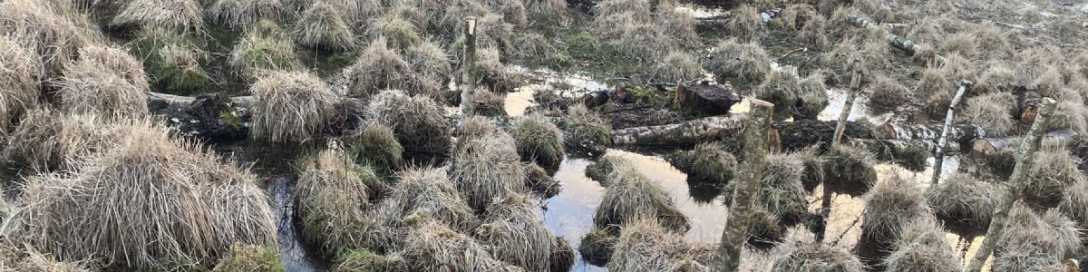 Landford Bog Volunteer Group