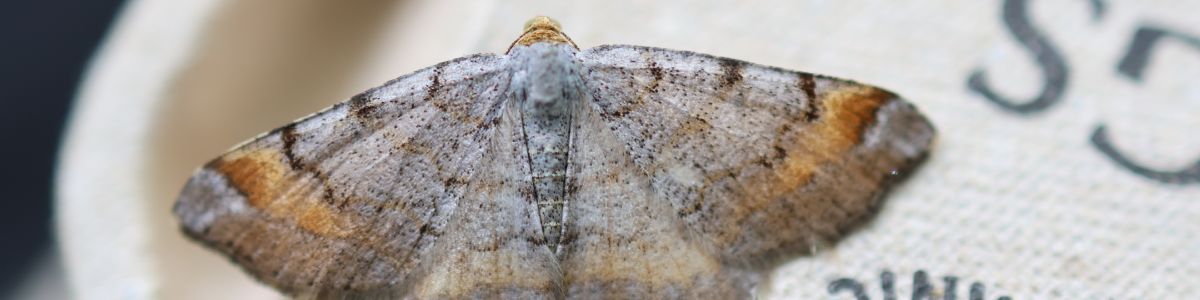 Citizen Science - Moth Mornings in Regents Park