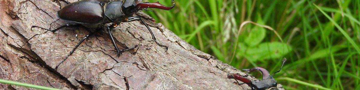 Build a Loggery - Brompton Cemetery