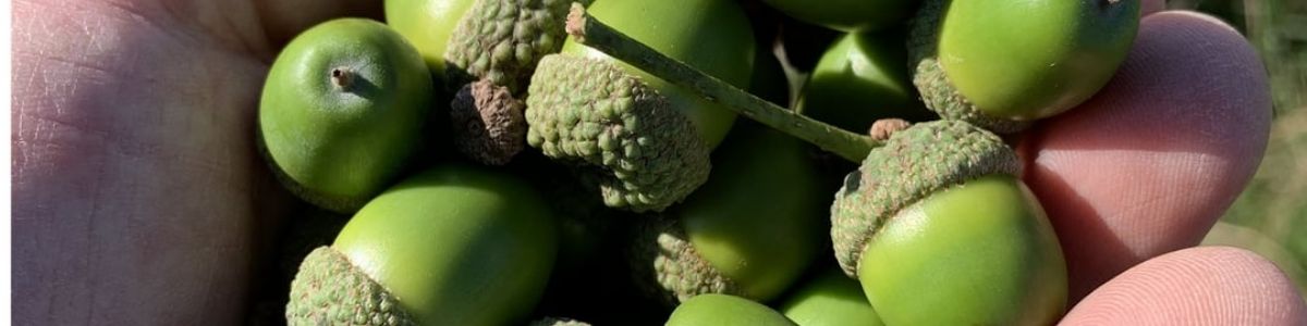 Tree seed collection - Wednesday 18th October - Great Avon Wood