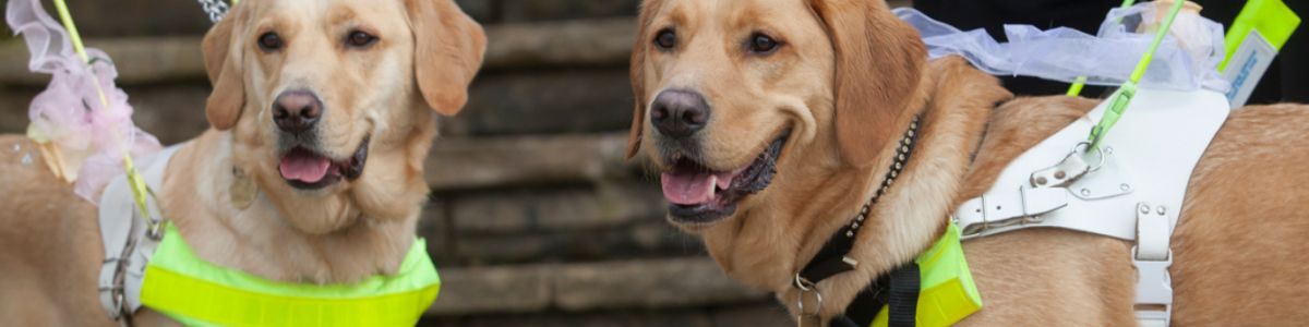 Guide Dogs - Flexible role - Join a community of amazing people – and ...