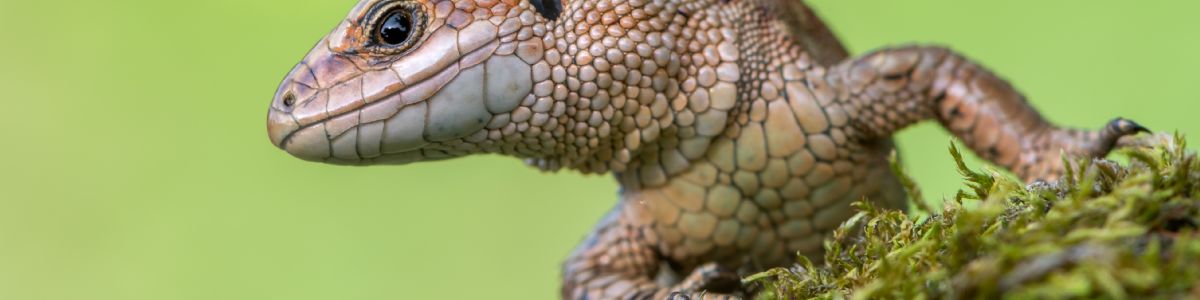 Citizen Science - Reptile Surveys in Bushy Park